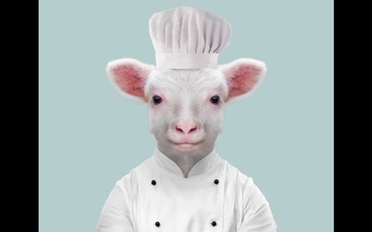 Scientists create Sheep-Human hybrids!