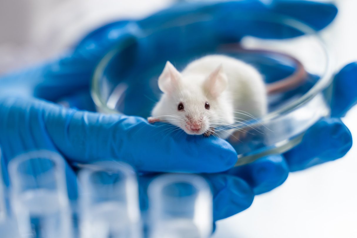 The Benefits of Working as a Contract Animal Technician